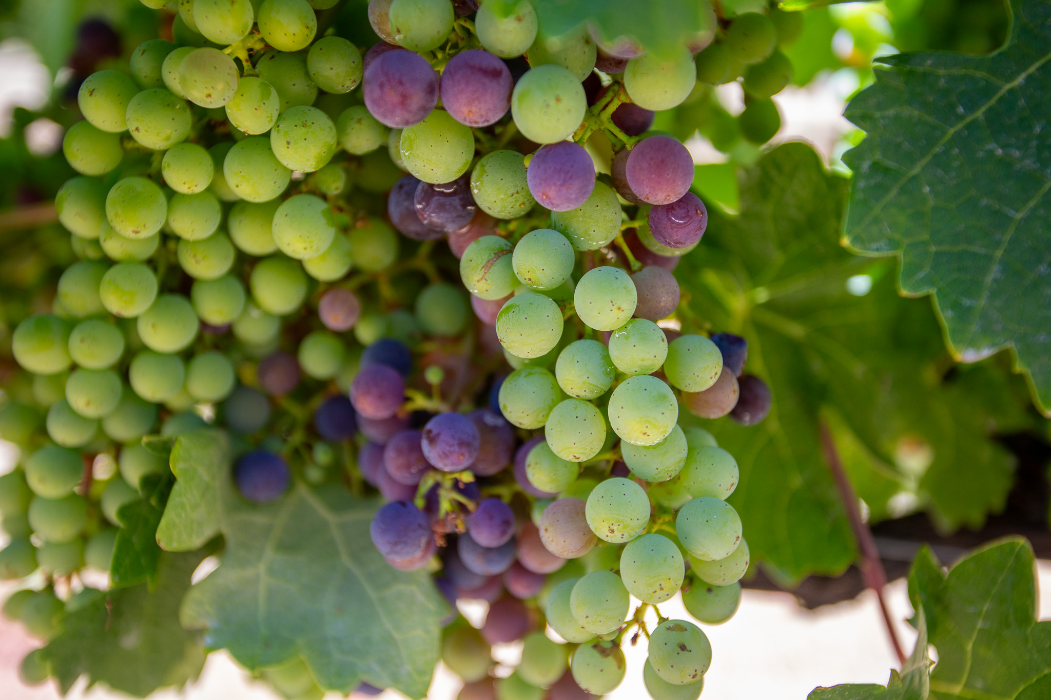 2023 Family Tree Collection | Sequoia Grove Winery